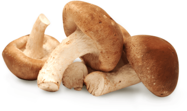 The Many Health Benefits of the Shiitake Mushroom